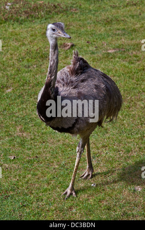 Great American Rheas (Rhea americana), Torres del Paine National Park ...