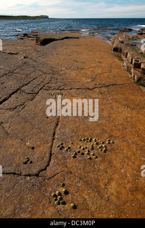 Caithness sandstone slab with shells on a beach near the village of Mey ...