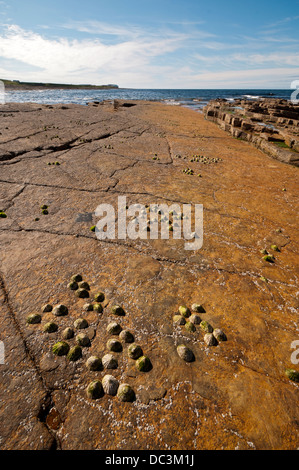 Caithness sandstone slab with shells on a beach near the village of Mey ...