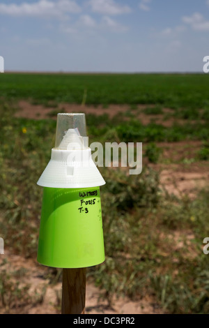 Anthonomus grandis, Cotton Boll Weevil Stock Photo - Alamy