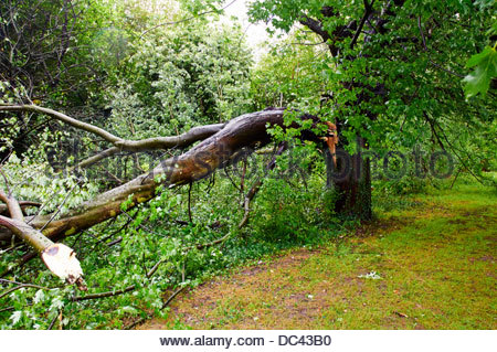 Damaged tree with branch broken off and breaking a wooden fence Stock ...