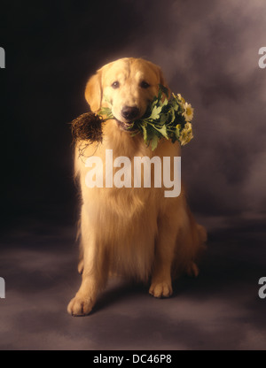 good and bad dogs Stock Photo - Alamy