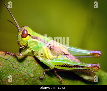 A closeup of green grasshopper perched on drying flowers Stock Photo ...