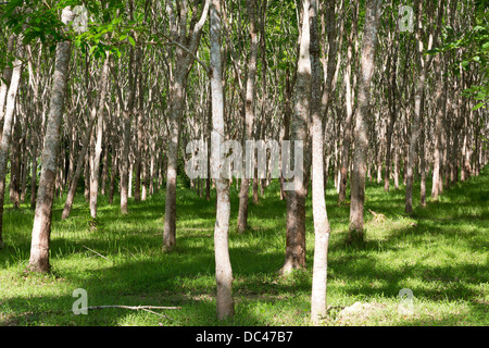 Gum Tree Plantation near Ao Nang, Thailand Stock Photo - Alamy