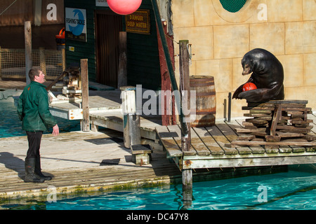 A sea lion performs tricks by catching hoops round its neck. at ...
