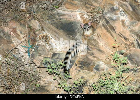 Ringtail Bassariscus astutus Tucson, Pima County, Arizona, United Stock ...