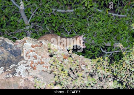 Ringtail Bassariscus astutus Tucson, Pima County, Arizona, United Stock ...