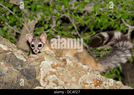 Ringtail Bassariscus astutus Tucson, Pima County, Arizona, United ...