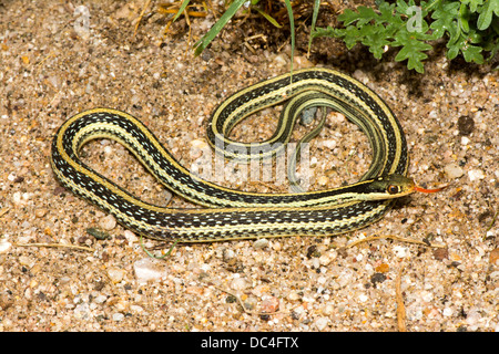 Western Ribbon Snake (Thamnophis proximus Stock Photo - Alamy