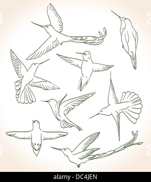 Sky bird colibri in a wildlife isolated. Watercolor background ...