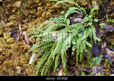 Green spleenwort (Asplenium viride), leaf detail leaflets against black ...