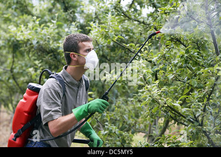 farmer spraying apple trees with pesticide during apple blossoms in ...