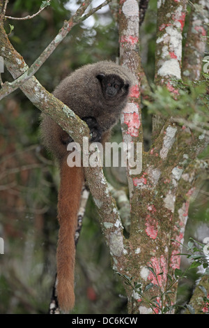 Masked titi monkey (Callicebus personatus), photographed in Linhares ...