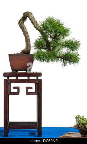 European larch bonsai tree, Larix decidua, isolated on white Stock ...