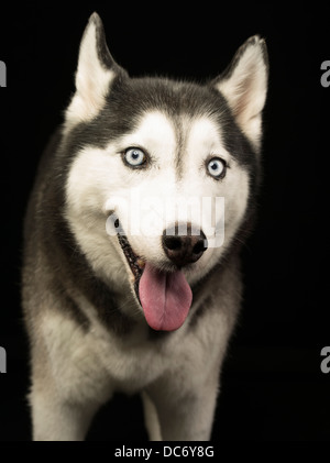 Siberian husky dog with blue eyes walking autumn park with yellow ...