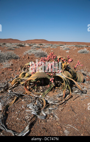 Welwitschia mirabilis flower in Namib desert on sand, blue sky and ...