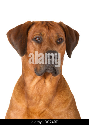 Rhodesian Ridgeback isolated on white background Stock Photo - Alamy