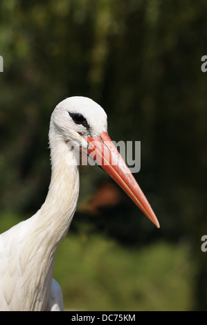 White stork in front of trees Stock Photo - Alamy