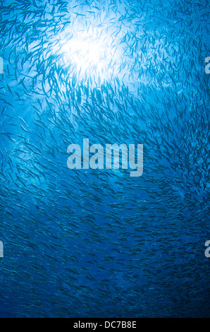 Spratelloides gracilis - Silver-stripe round herring shoal / bait ball ...
