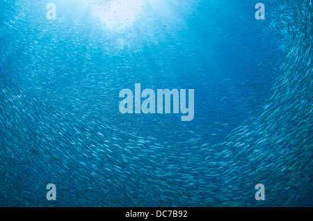 Spratelloides gracilis - Silver-stripe round herring shoal / bait ball ...