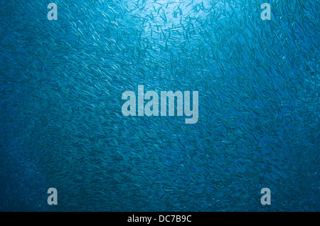 Spratelloides gracilis - Silver-stripe round herring shoal / bait ball ...