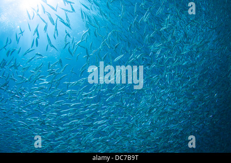 Spratelloides gracilis - Silver-stripe round herring shoal / bait ball ...