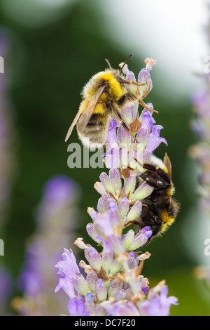 Bee. Anthophoridae Anthophora Plumipes Stock Photo - Alamy