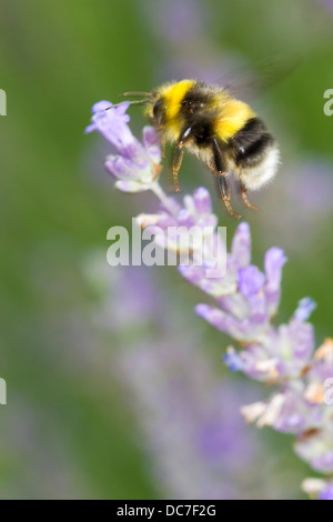 Bee. Anthophoridae Anthophora Plumipes in flight Stock Photo - Alamy
