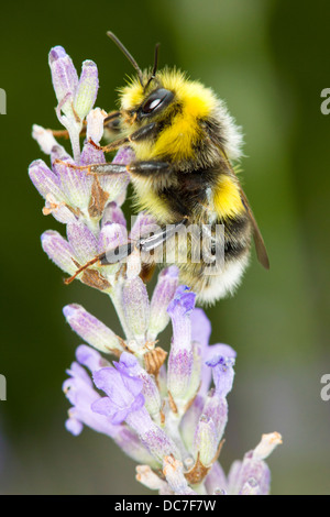 Bee. Anthophoridae Anthophora Plumipes Stock Photo - Alamy