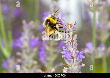 Bee. Anthophoridae Anthophora Plumipes Stock Photo - Alamy