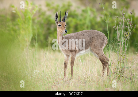 Grey Rhebok (Pelea capreolus), Bontebok National Park, South Africa ...