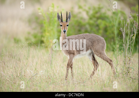 Grey Rhebok (Pelea capreolus), Bontebok National Park, South Africa ...