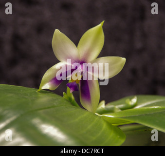 ORCHID Phalaenopsis bellina Borneo Stock Photo - Alamy