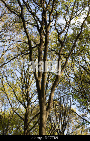 deciduous trees in the spring season in sunny weather, tall trees with ...