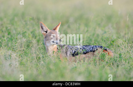 Black-backed jackal portrait Stock Photo - Alamy