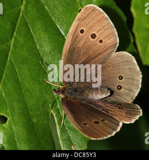 ringlet (Aphantopus hyperantus), female, upper side, cut out Stock ...