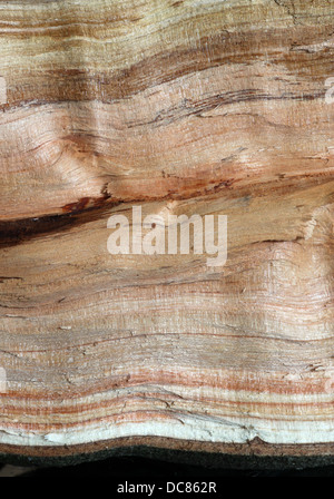 wood grain in split log Stock Photo - Alamy