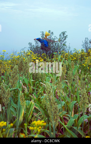 Kaas plateau of flowers in Satara district Western Ghats Maharastra ...