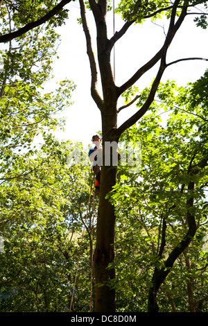 A tree surgeon climbs a tall tree with ropes & pulleys in a Welsh wood ...