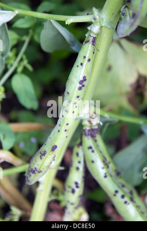 Broad bean plant with Chocolate spot disease on the foliage, a fungal ...