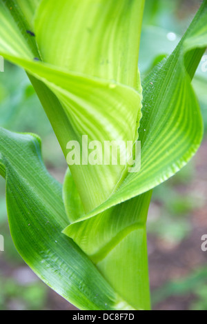 Maize (sweetcorn) food abstract Stock Photo - Alamy