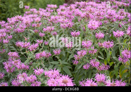 MONARDA VIOLET QUEEN Stock Photo - Alamy