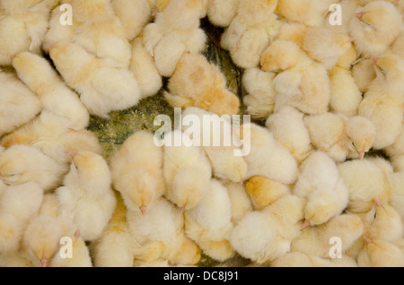 Ecuador, Quito area, highland town of Otavalo. Otavalo Livestock Market ...