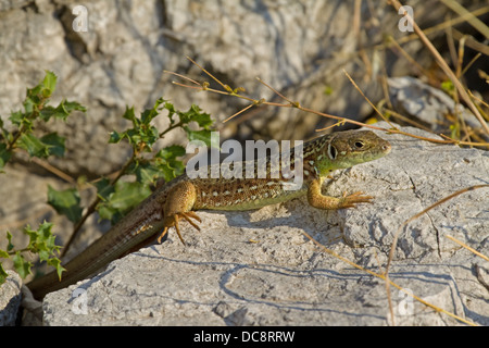 Balken green lizard, Lacerta trilineata, found in S. E. Europe, this ...