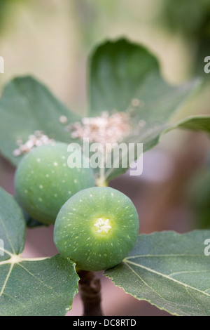 Ficus carica 'Persistent Caprifig'. Developing Fig fruit on a tree ...