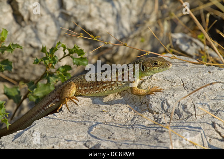 Balken green lizard, Lacerta trilineata, found in S. E. Europe, this ...