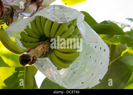 Guatemala, Department of Izabal, Quirigua. Banana plantation Stock ...