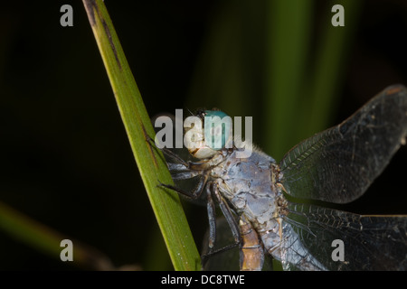 dragonfly. Corfu. Greece Stock Photo - Alamy