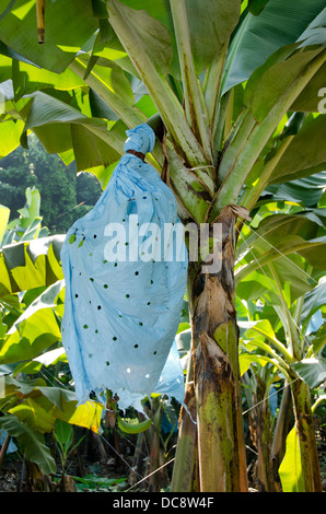 Guatemala, Department of Izabal, Quirigua. Banana plantation Stock ...