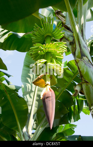 Guatemala, Izabal, Quirigua banana plantation. Bunches of bananas ...
